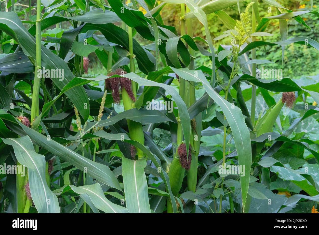 Sweet corn is growing in rustic garden. Organic sweet corn in farming ...