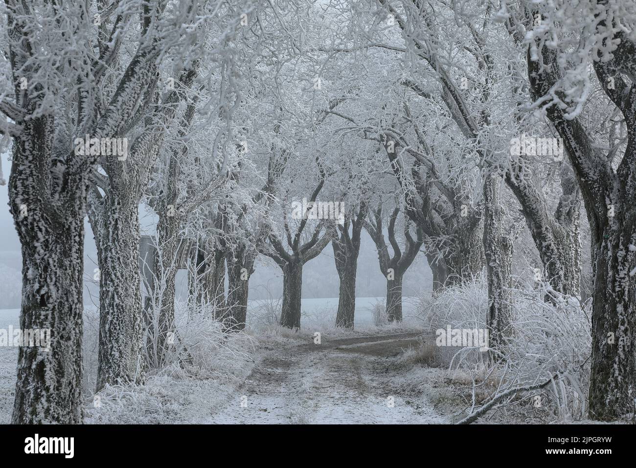 winter, tree alley, winters, tree alleys Stock Photo - Alamy