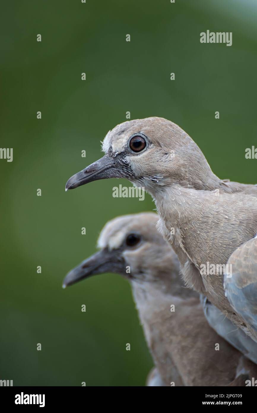 Close-up shot of a young turtle dove showing different facial ...