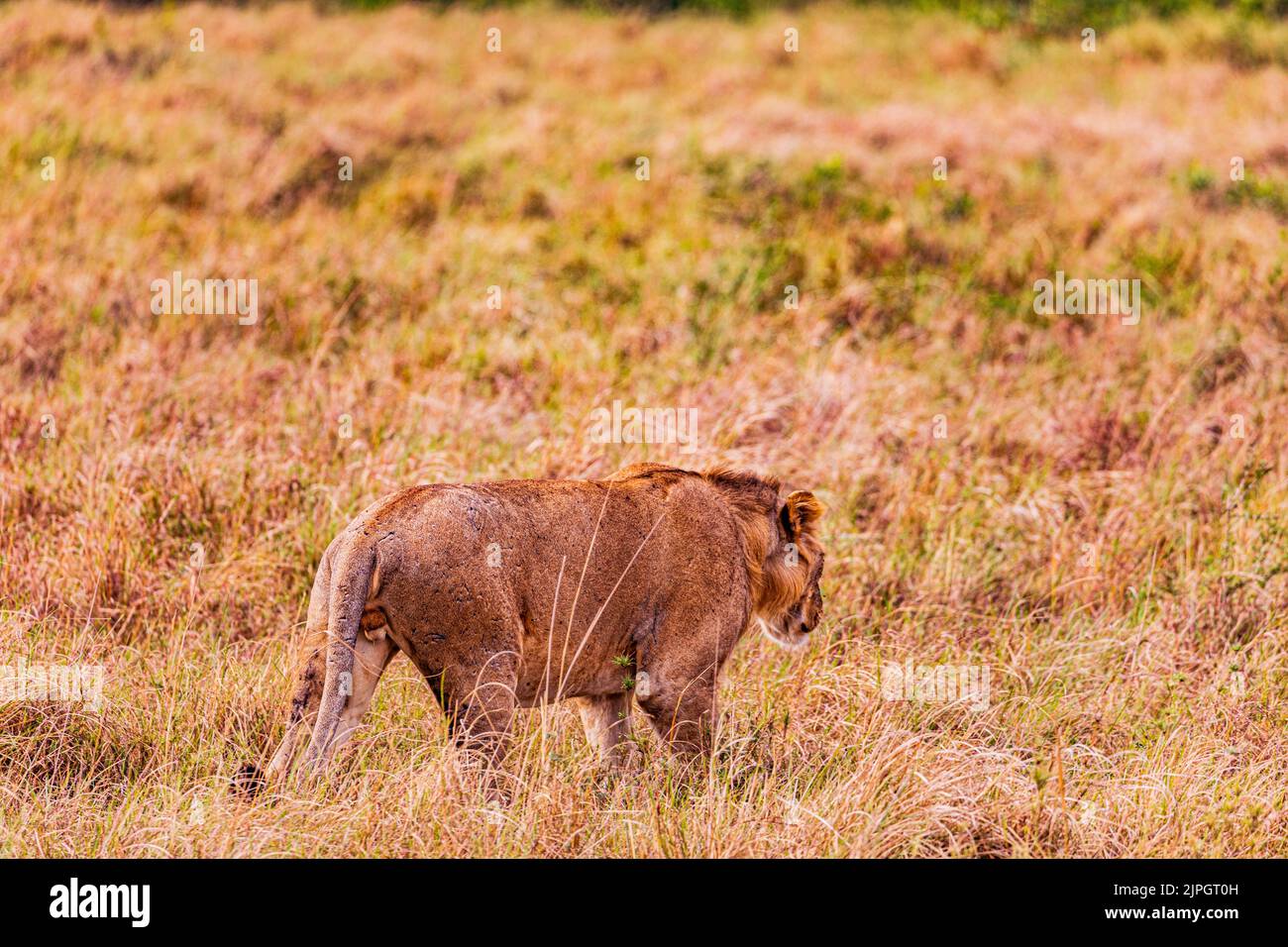 The lion is a large cat of the genus Panthera, native to Africa and ...