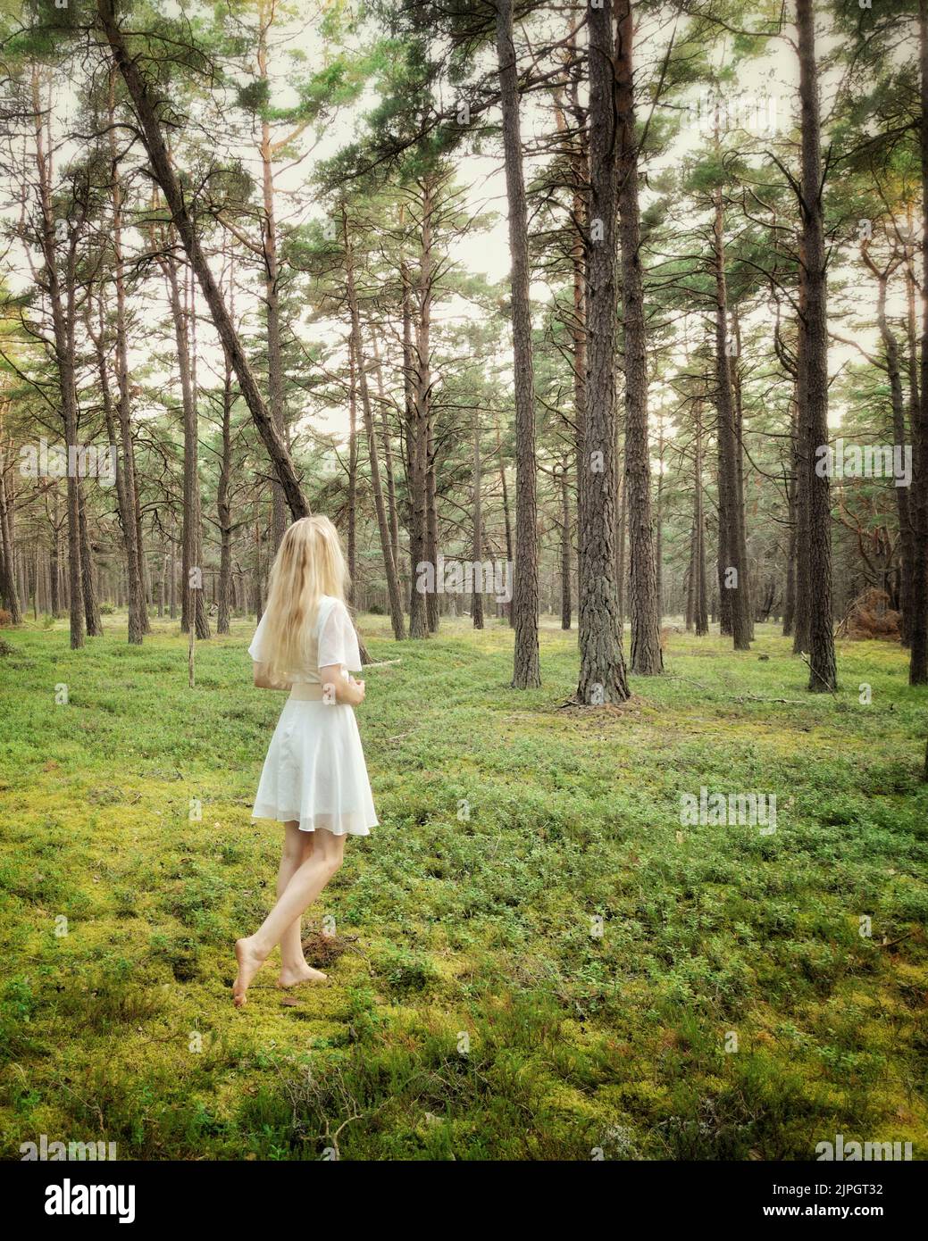 Young Blonde Woman In White Dress Walking Barefoot Through A Lush Pine