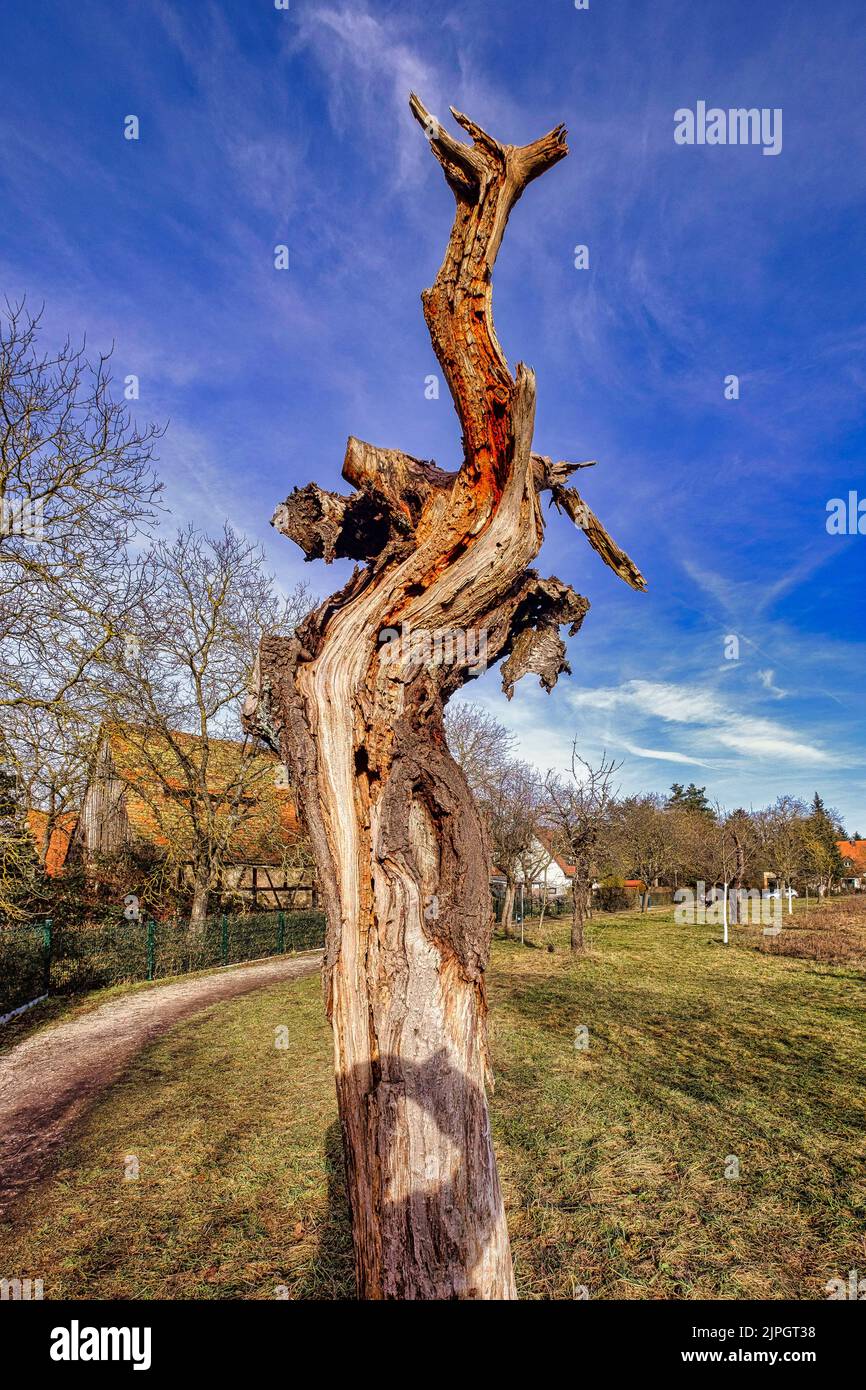 Dead dry tree trunks damaged by weather influences Stock Photo - Alamy
