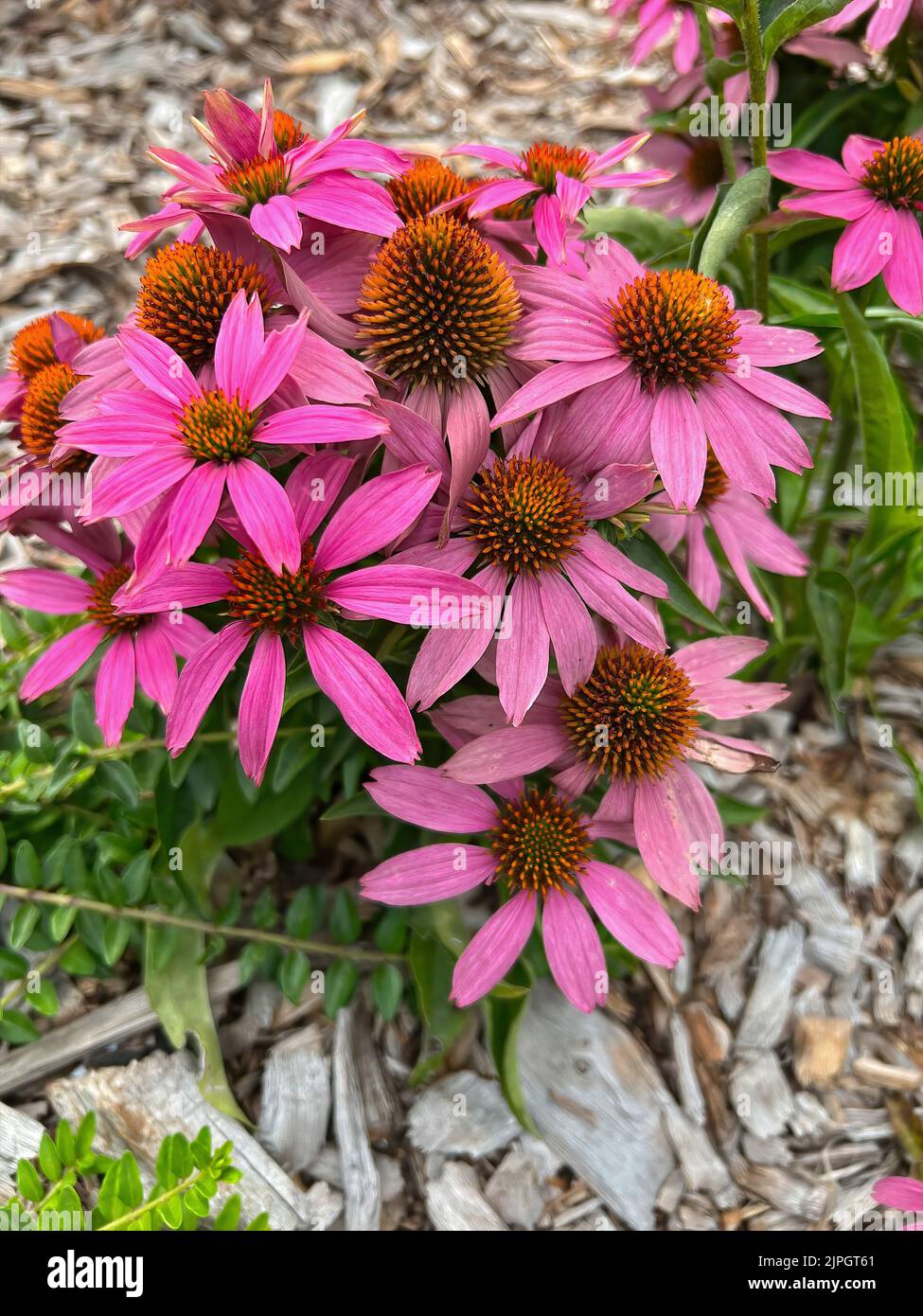 Natural light closeup on a colorful coneflower, Ehinacea purpurea in ...