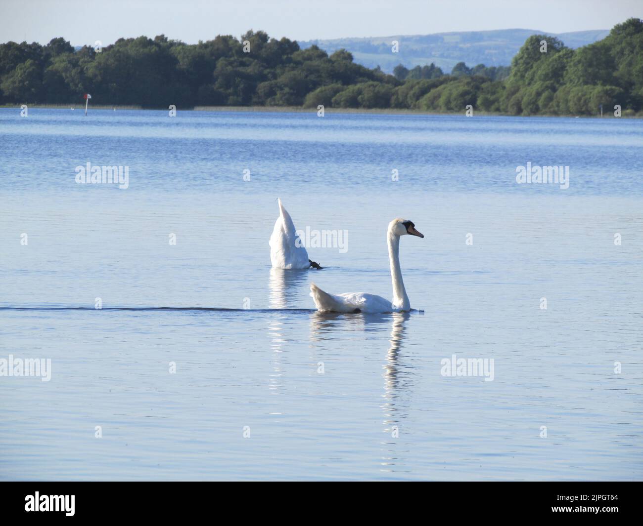 Two swans sit on an irish lough. One is driving its head under the ...