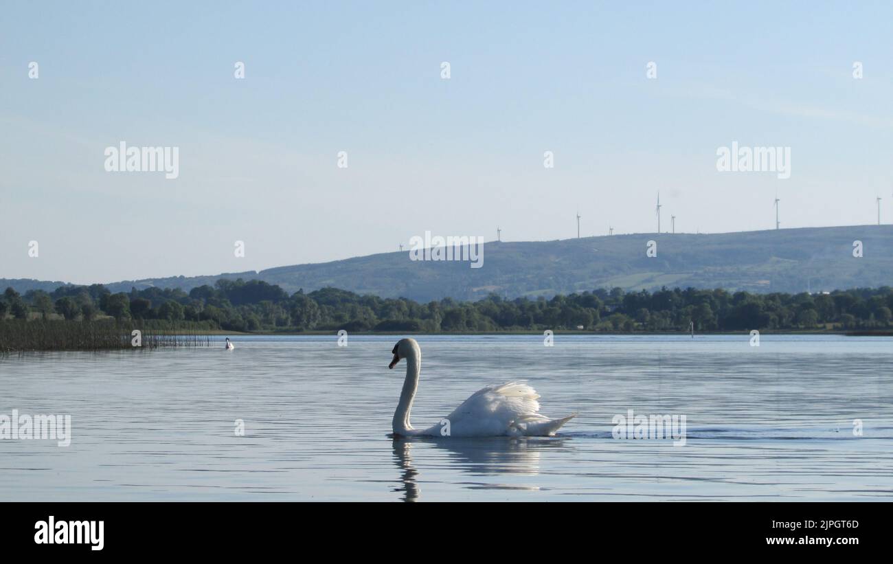 A swan sits on Upper Lough Erne Ireland with a wind farm in the ...