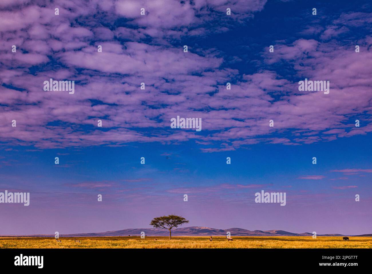 Maasai Mara National Game Reserve Park triangle Narok County Kenya East ...