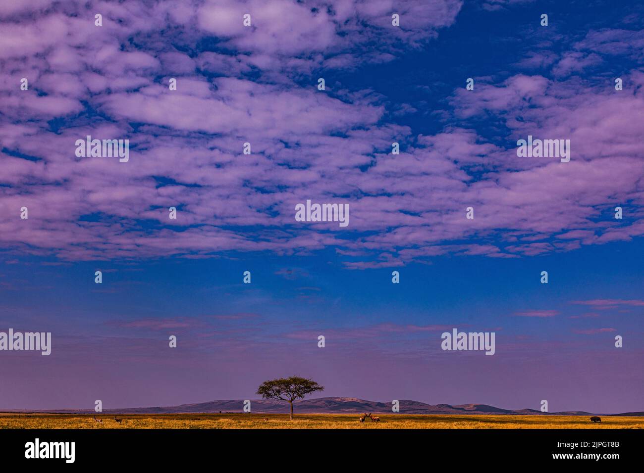 Maasai Mara National Game Reserve Park triangle Narok County Kenya East ...