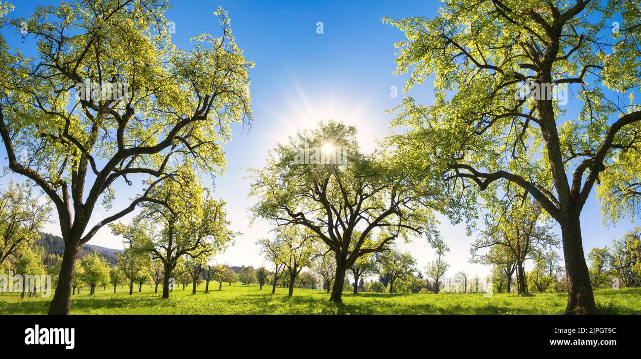meadow, trees, meadows, tree Stock Photo - Alamy