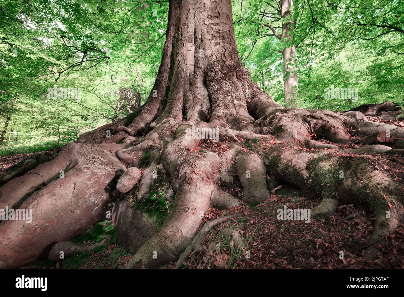 beech, tree root, beechs, tree roots Stock Photo - Alamy
