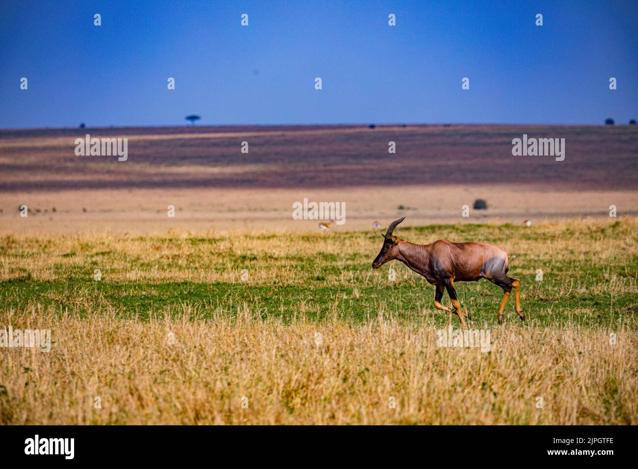 African sav hi-res stock photography and images - Alamy