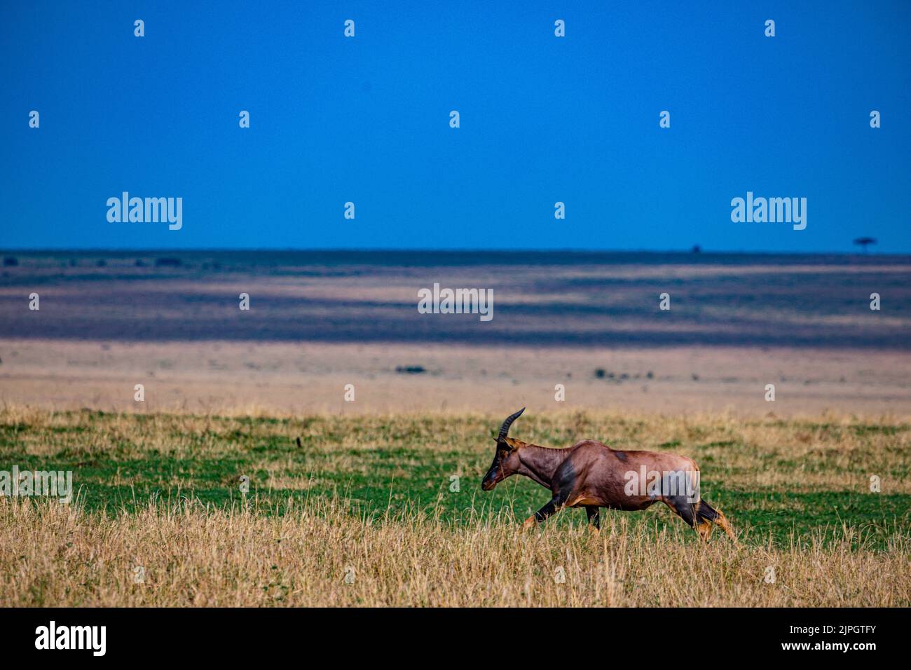 Damaliscus lunatus jimela is a subspecies of topi, and is usually just ...