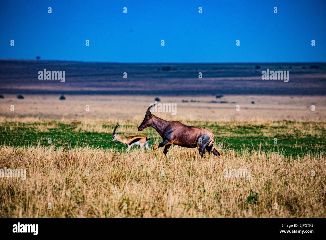 Damaliscus lunatus jimela is a subspecies of topi, and is usually just ...