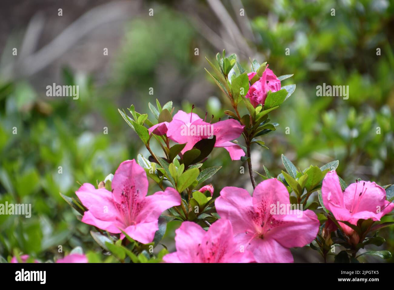 Blooming and flowering pink azalea bush in late spring Stock Photo - Alamy