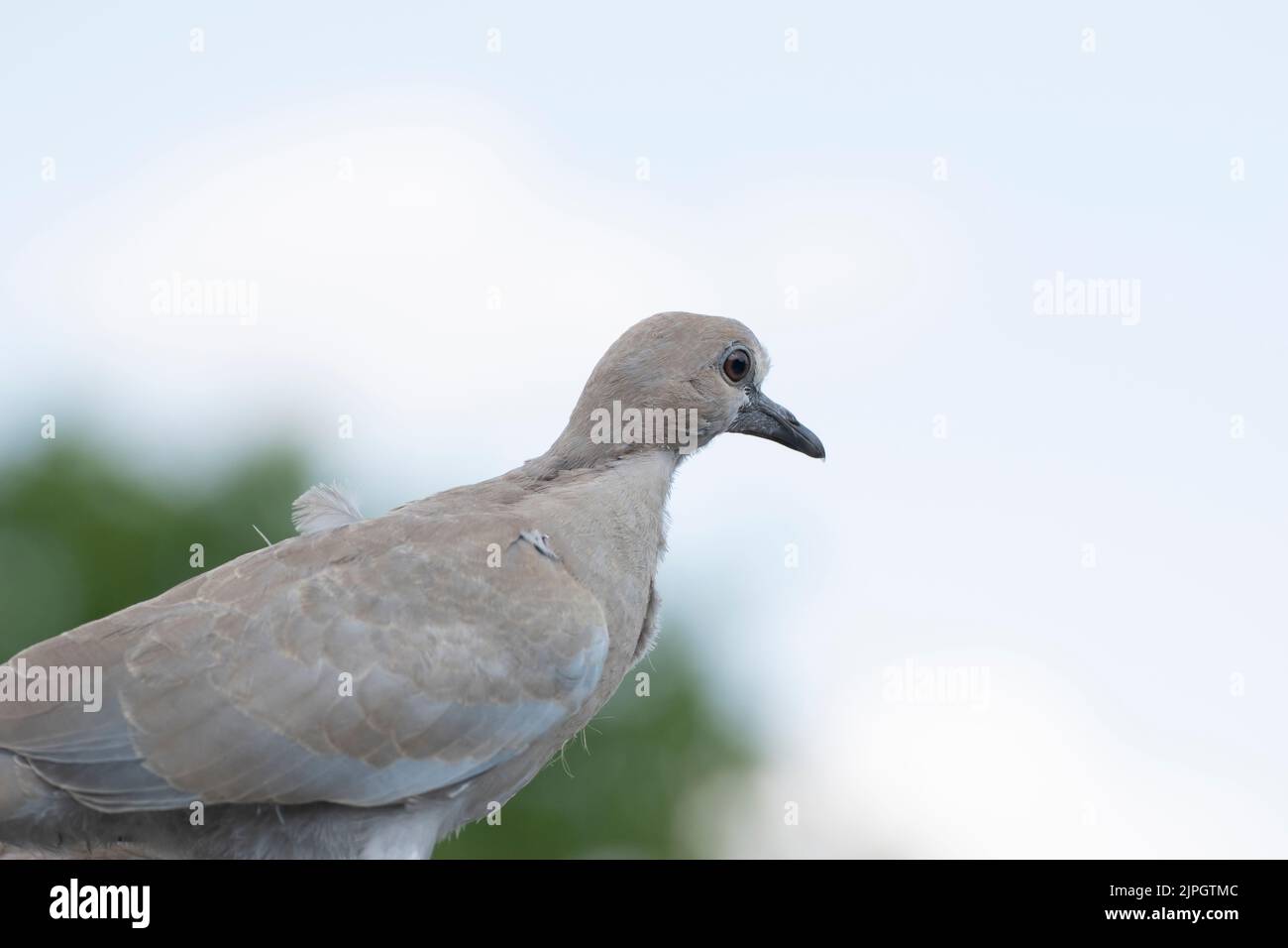Close-up shot of a young turtle dove showing different facial ...