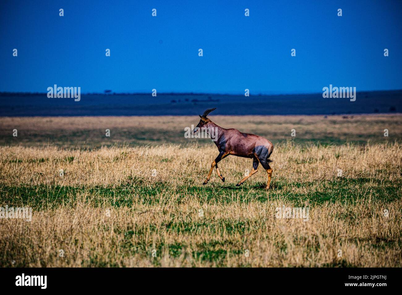 African sav hi-res stock photography and images - Alamy
