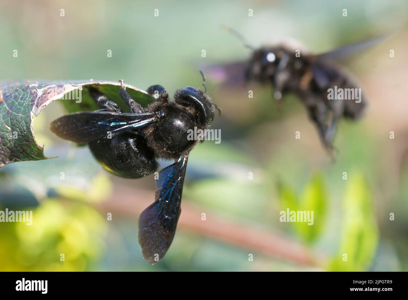 violet carpenter bee, xylocopa violacea Stock Photo - Alamy