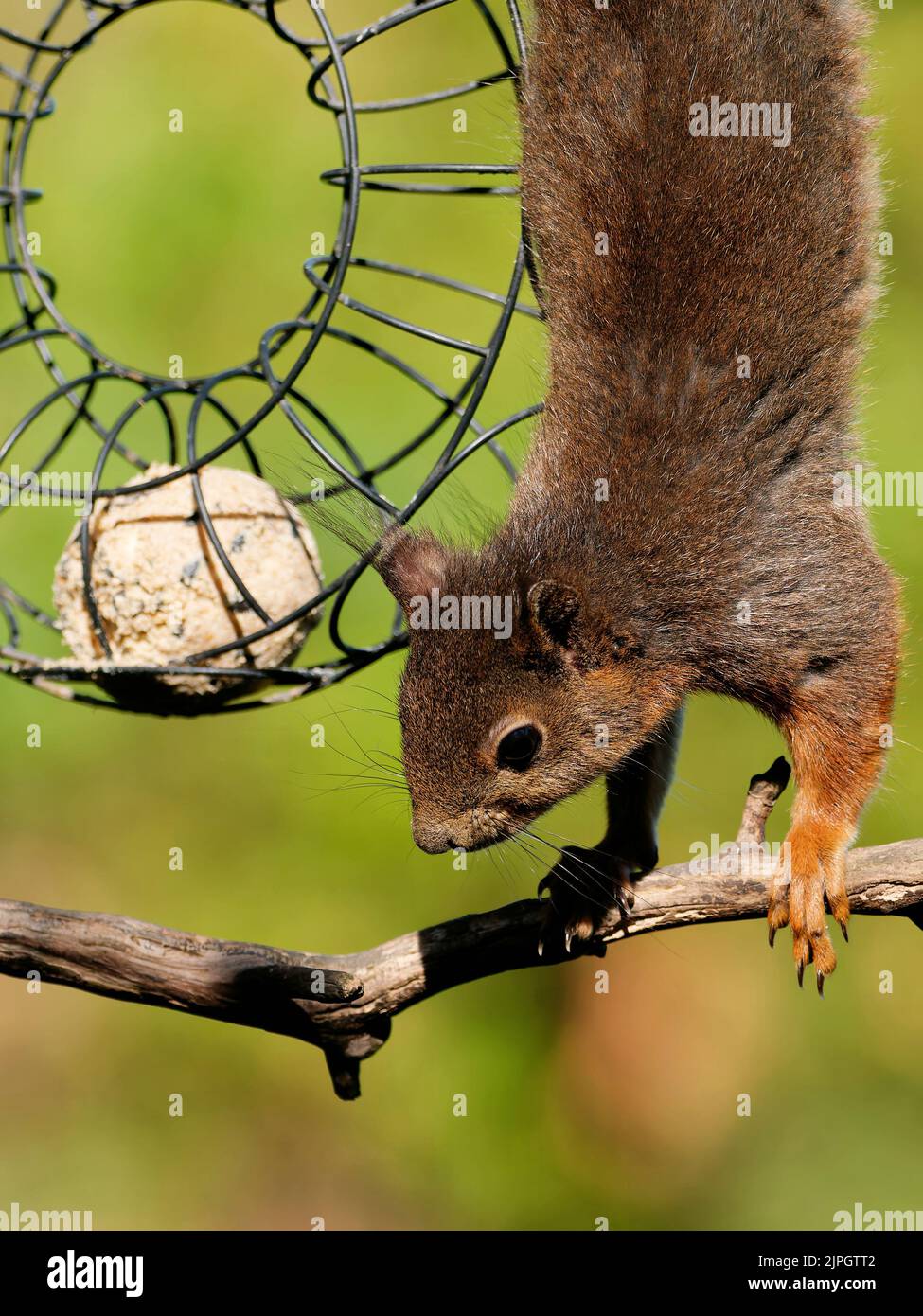 red squirrel, eurasian red squirrel, sciurus vulgaris, red squirrels ...