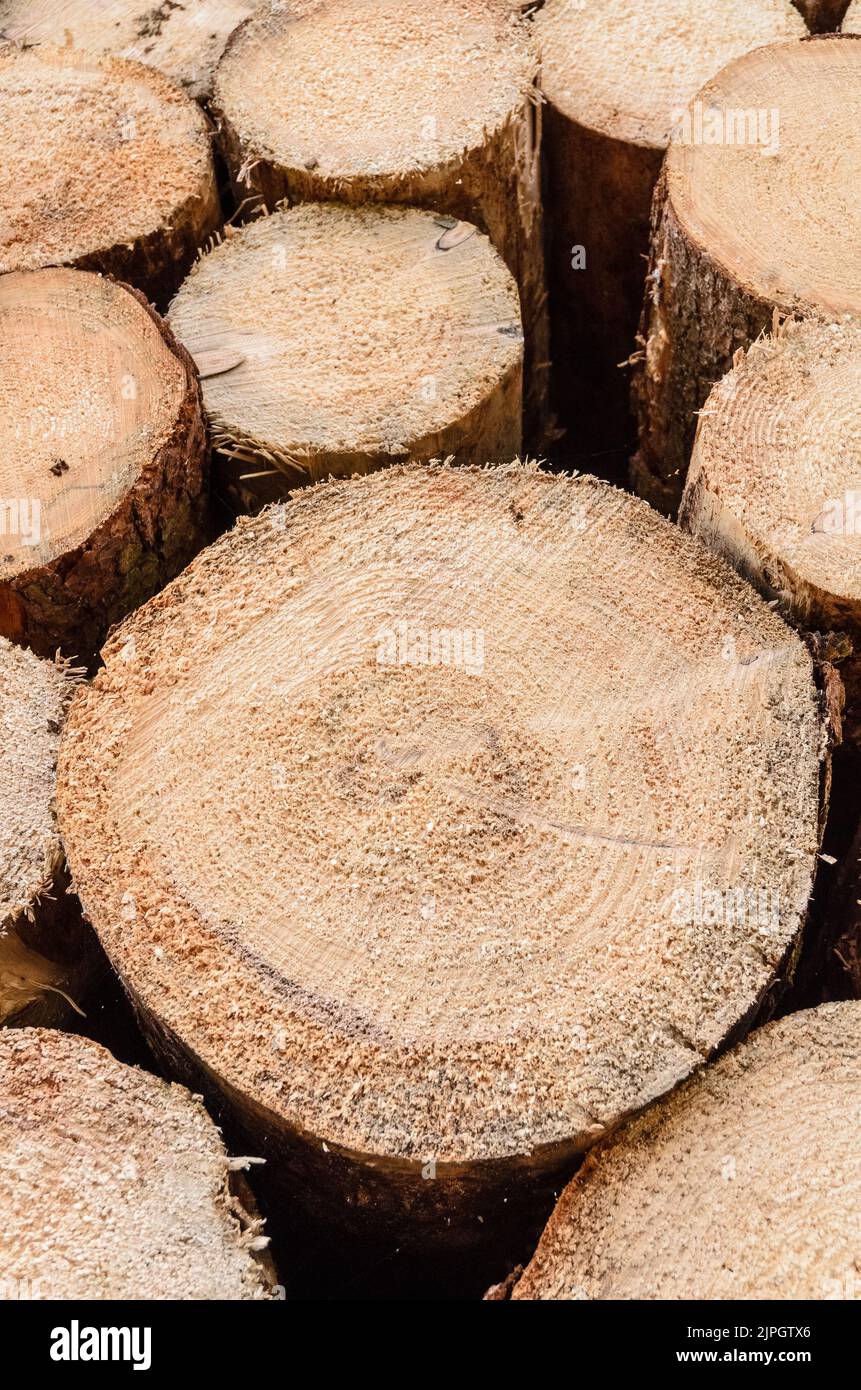 Dried trunks hi-res stock photography and images - Alamy