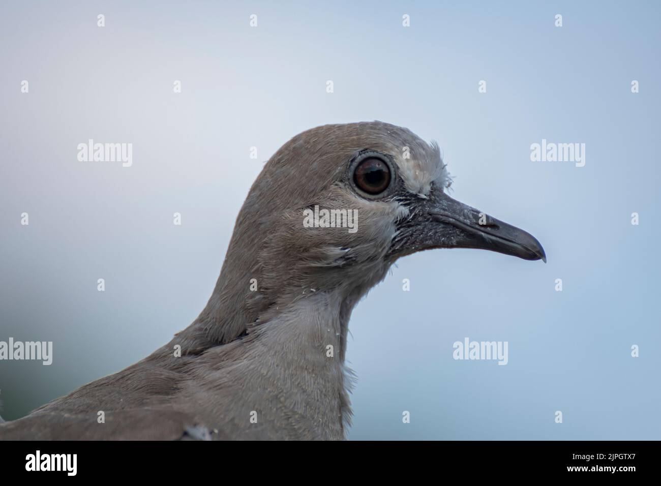 Close-up shot of a young turtle dove showing different facial ...