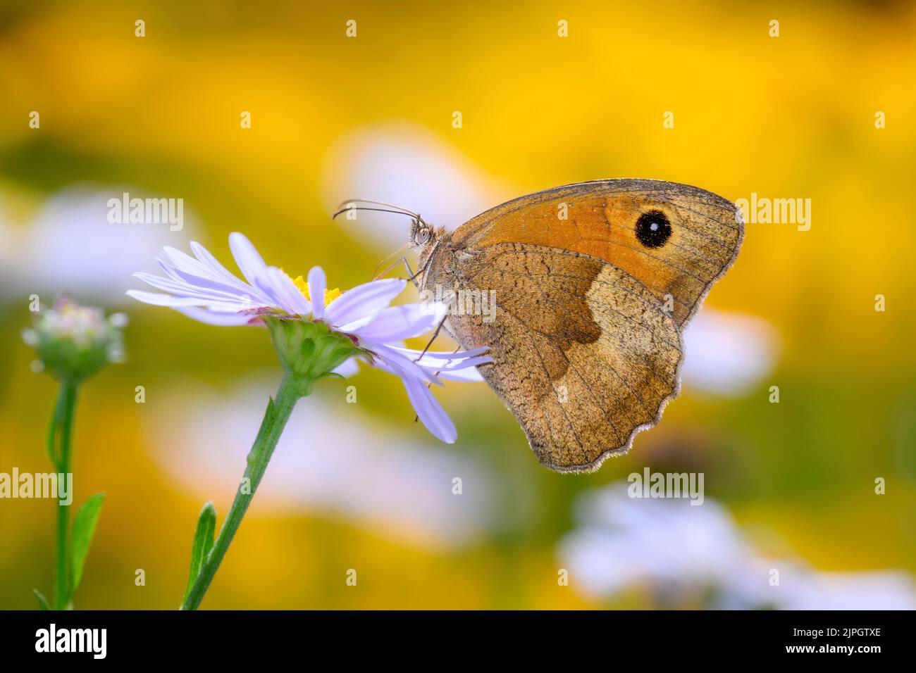 Large Ox-eye On A Daisy Flower - Leucanthemum Stock Photo - Alamy