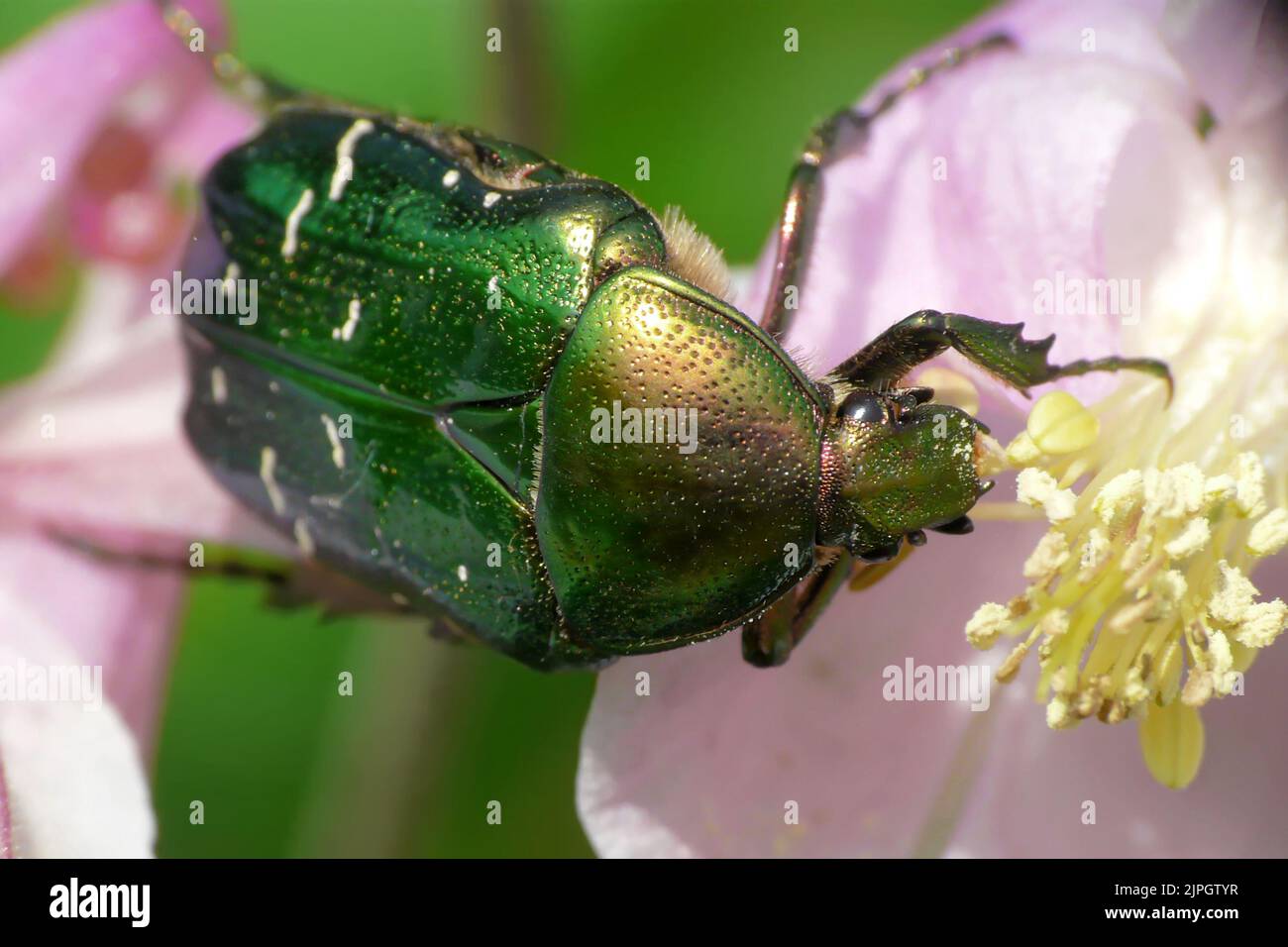 rose chafer, rose chafers Stock Photo - Alamy