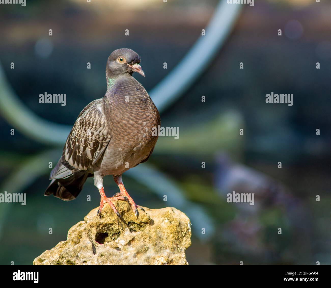 A black pigeon posing on a stone under the sunlight against the blurred ...