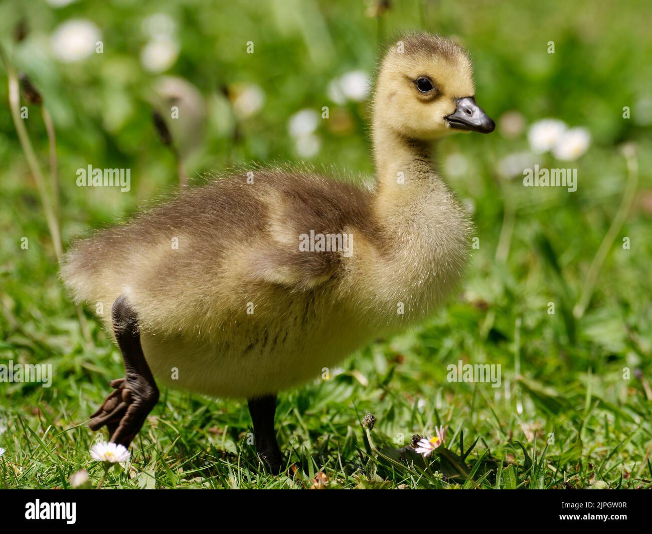 chicks, canada goose, branta canadensis, baby chicken, baby duck ...