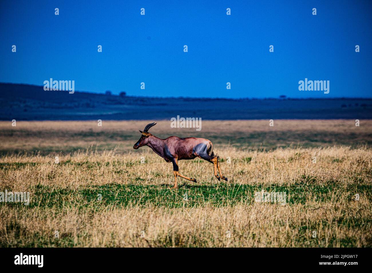 African sav hi-res stock photography and images - Alamy