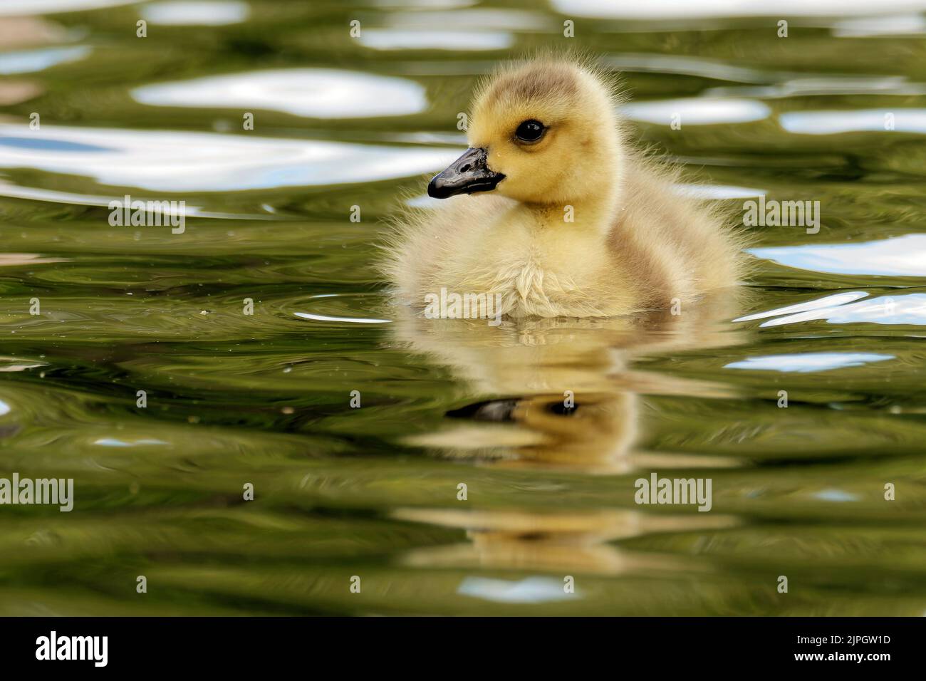swim, chicks, canada goose, branta canadensis, swimmer, swimmers ...
