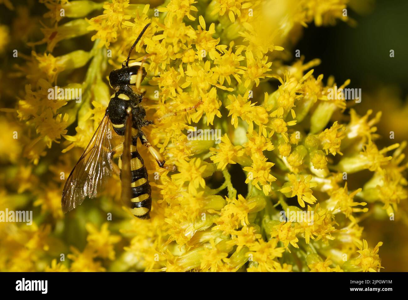 Beewolf insects hi-res stock photography and images - Alamy