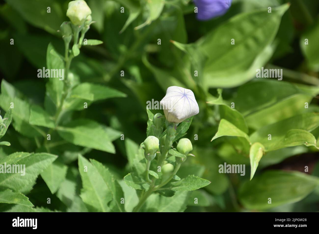 Pretty budding balloon flower in a summer garden before it blooms Stock ...