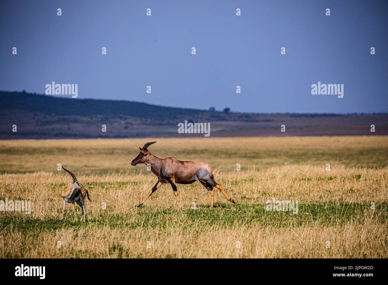 Species highly social hi-res stock photography and images - Alamy