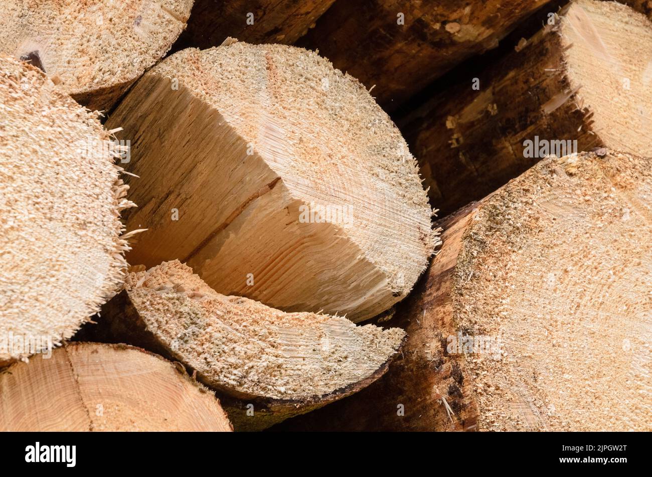 Pile of felled tree trunks, natural wooden background Stock Photo - Alamy