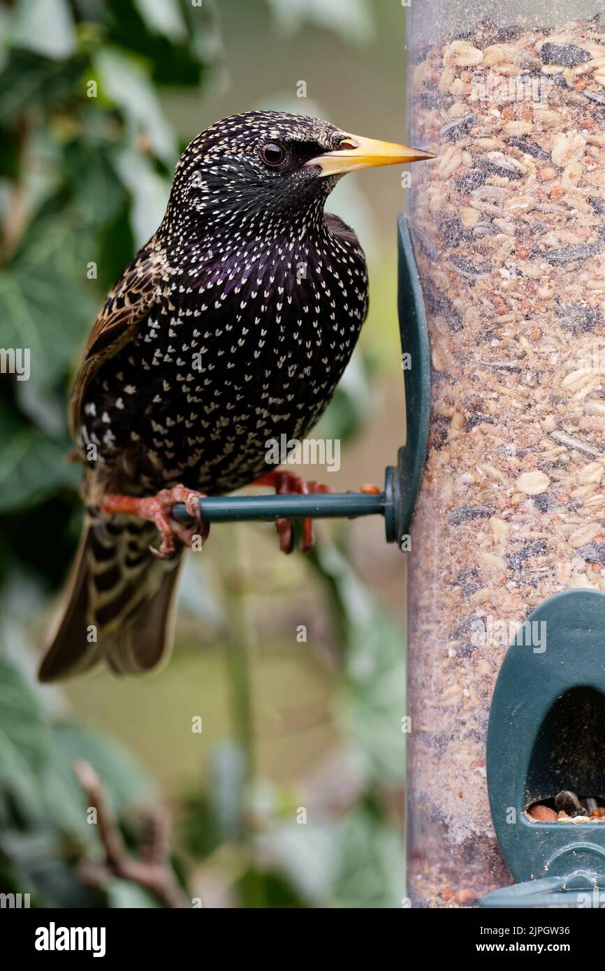 winter feeding, common starling, feeding Stock Photo - Alamy