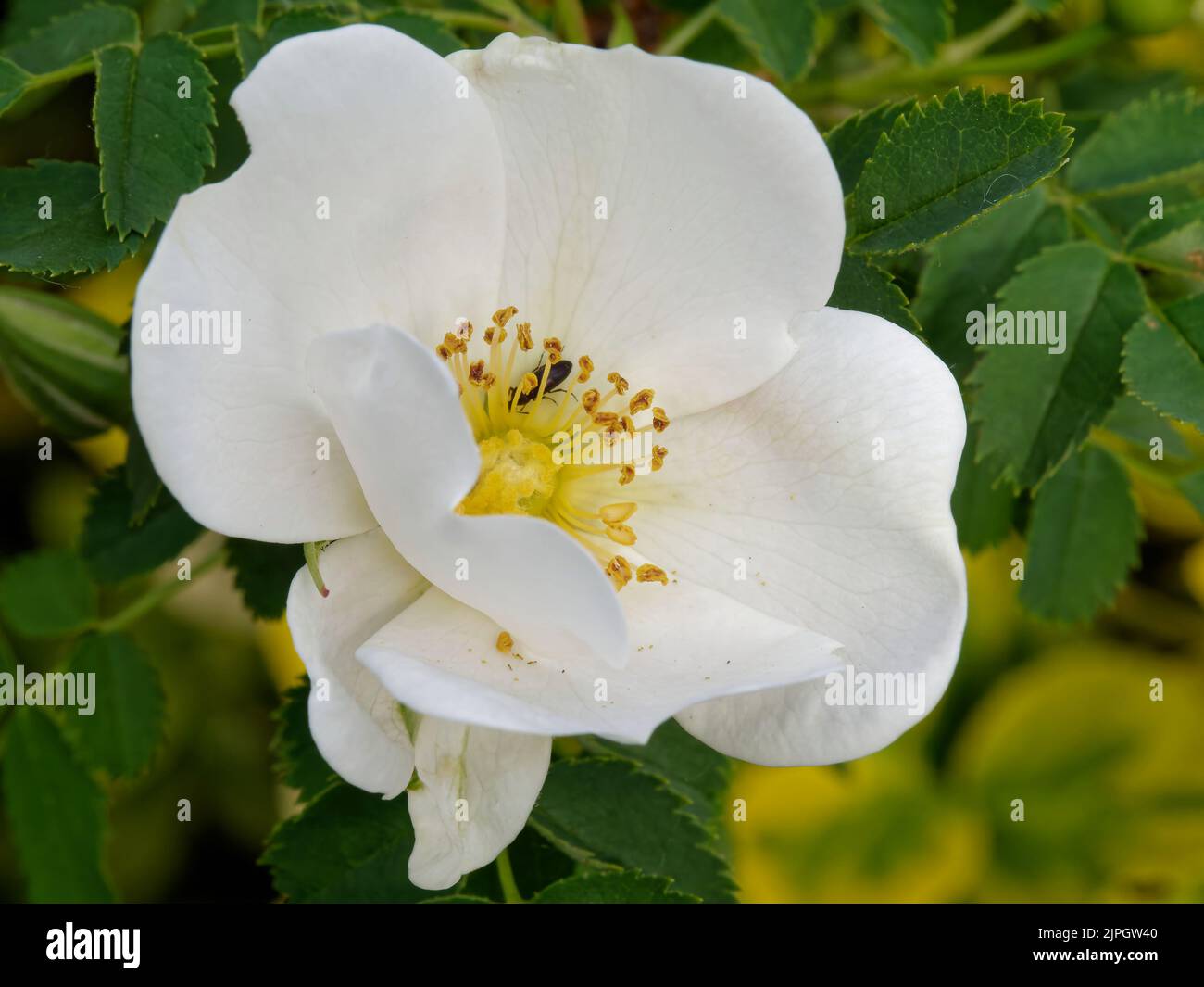 Burnet rose hi-res stock photography and images - Alamy