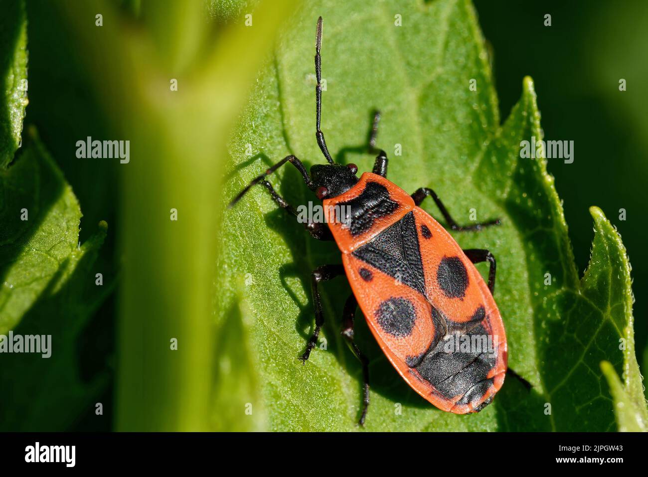 fire bug, pyrrhocoris apterus, fire bugs Stock Photo - Alamy