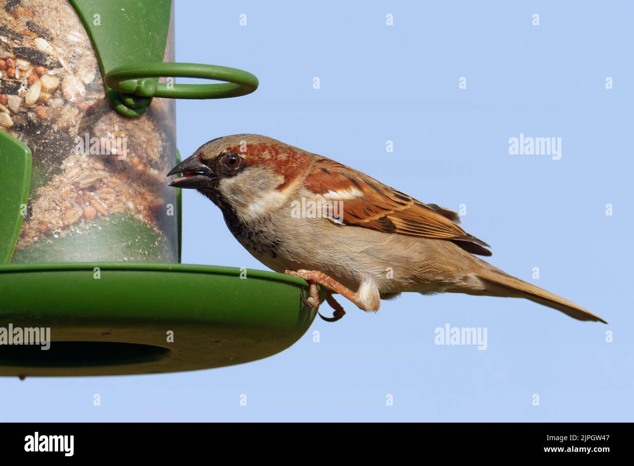 house sparrow, winter feeding, house sparrows, feeding Stock Photo - Alamy