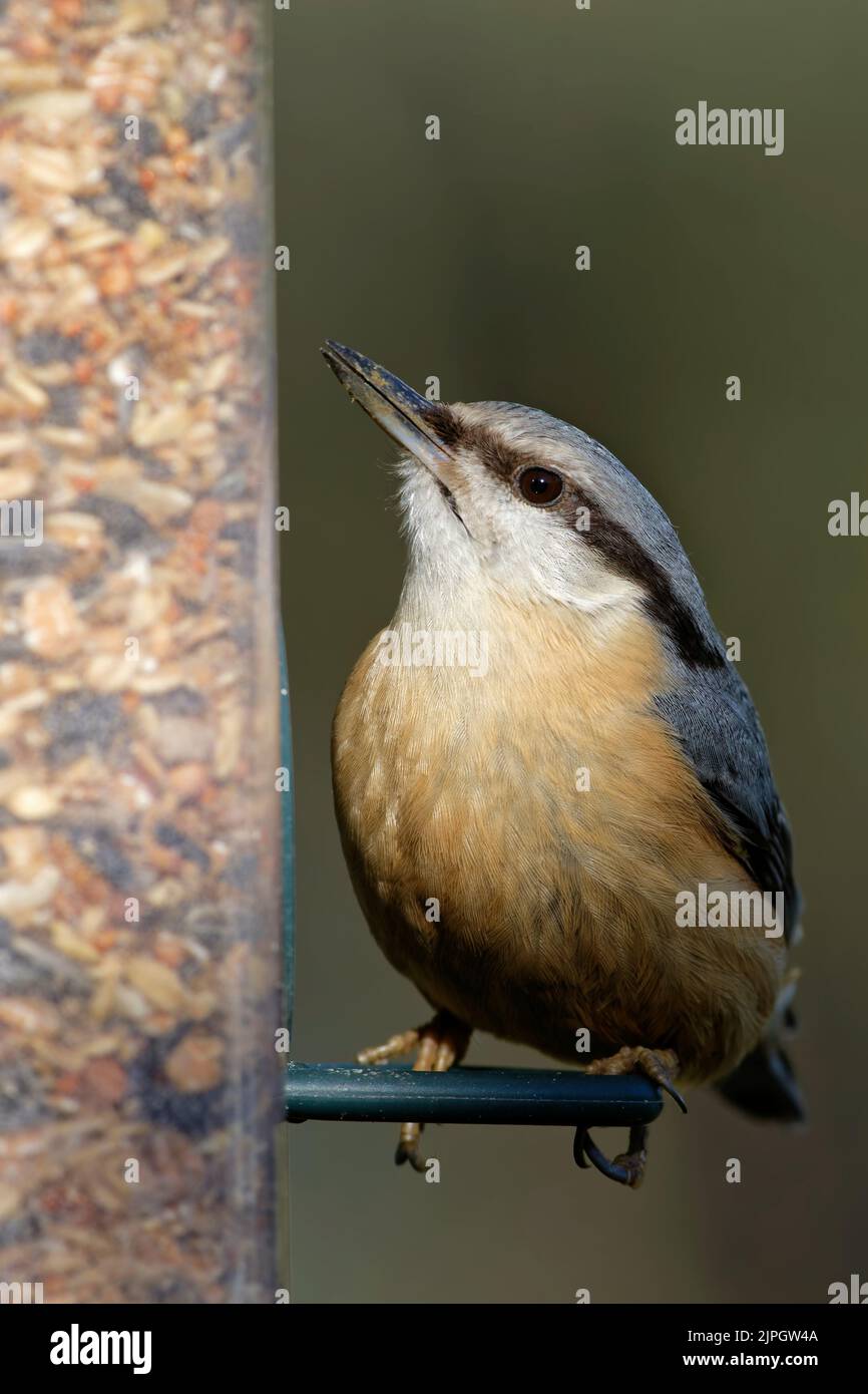 feeding place, nuthatch, winter feeding, feeding places, nuthatchs ...