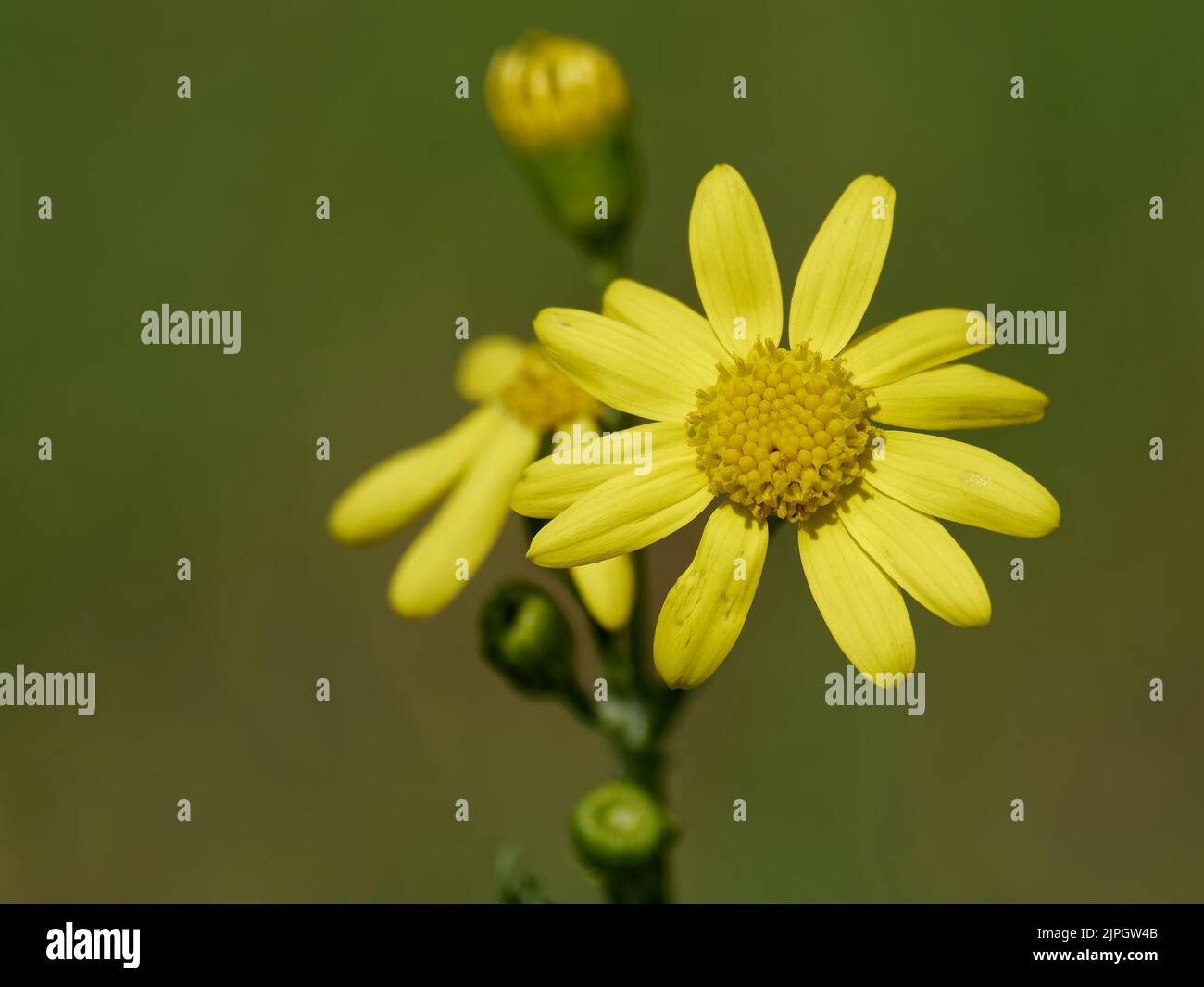 Spring groundsels hi-res stock photography and images - Alamy