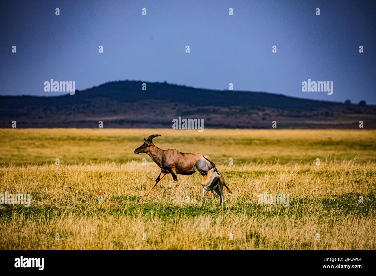 Topi Antelope Damaliscus lunatus jimela is a subspecies of topi, and is ...