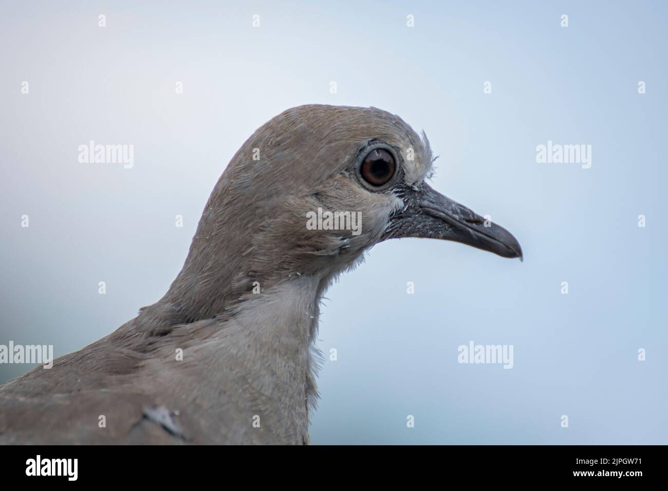 Close-up shot of a young turtle dove showing different facial ...