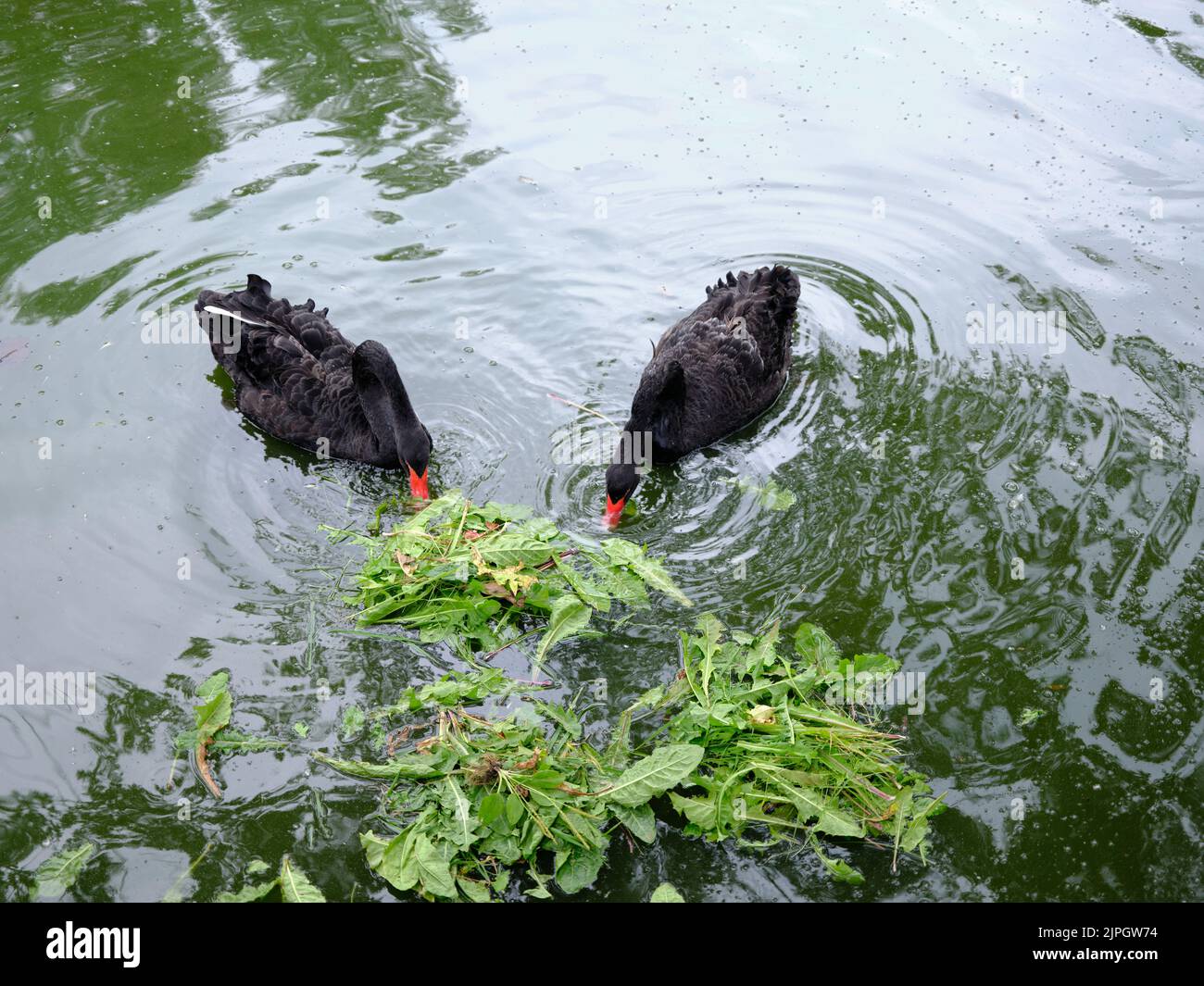 Unique birds hi-res stock photography and images - Alamy