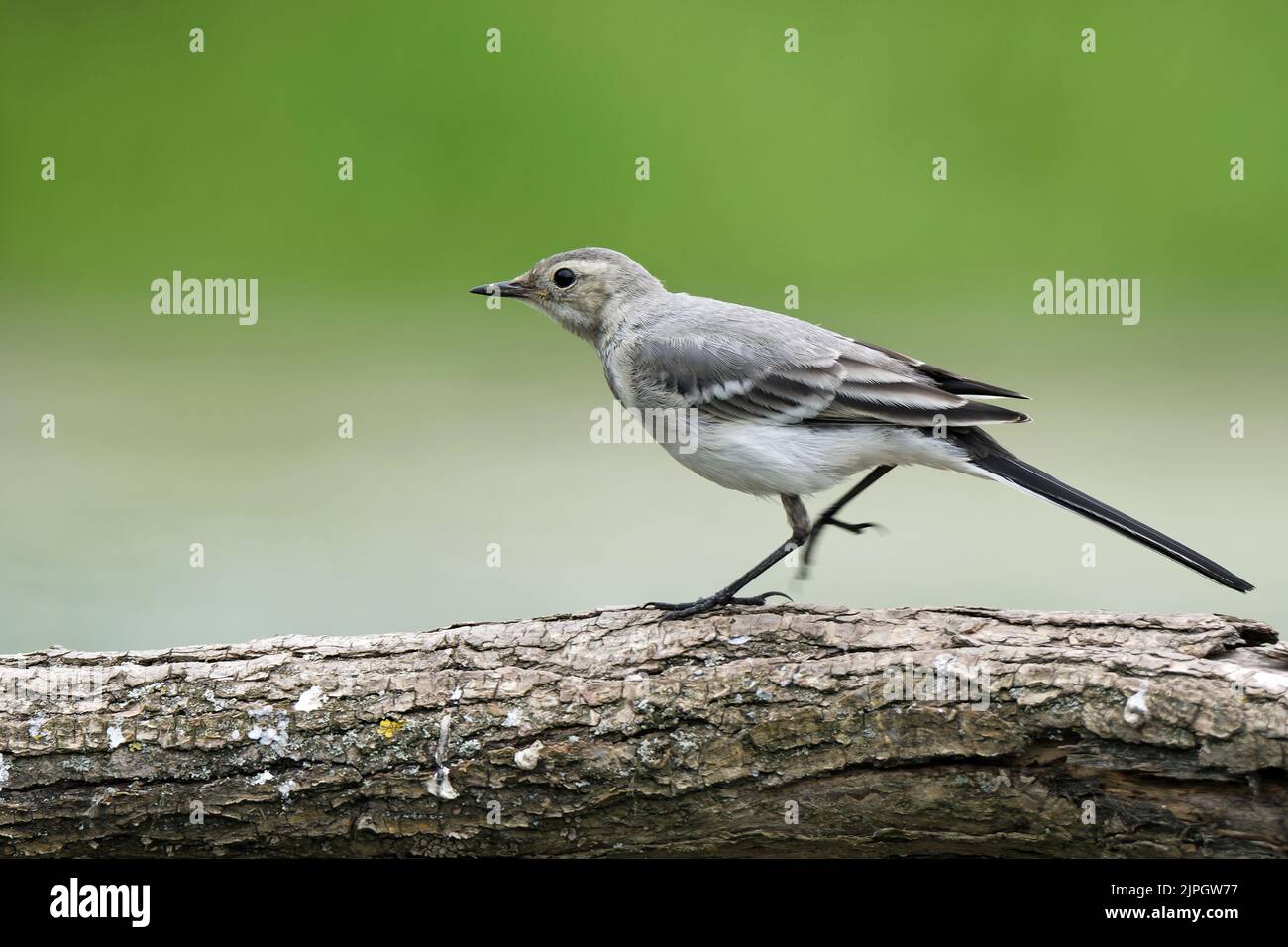 white wagtail, motacilla alba, wagtails Stock Photo - Alamy