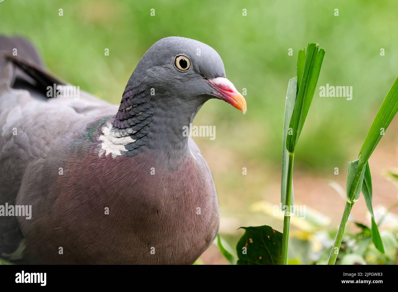 pigeon, columba palumbus, pigeons Stock Photo - Alamy