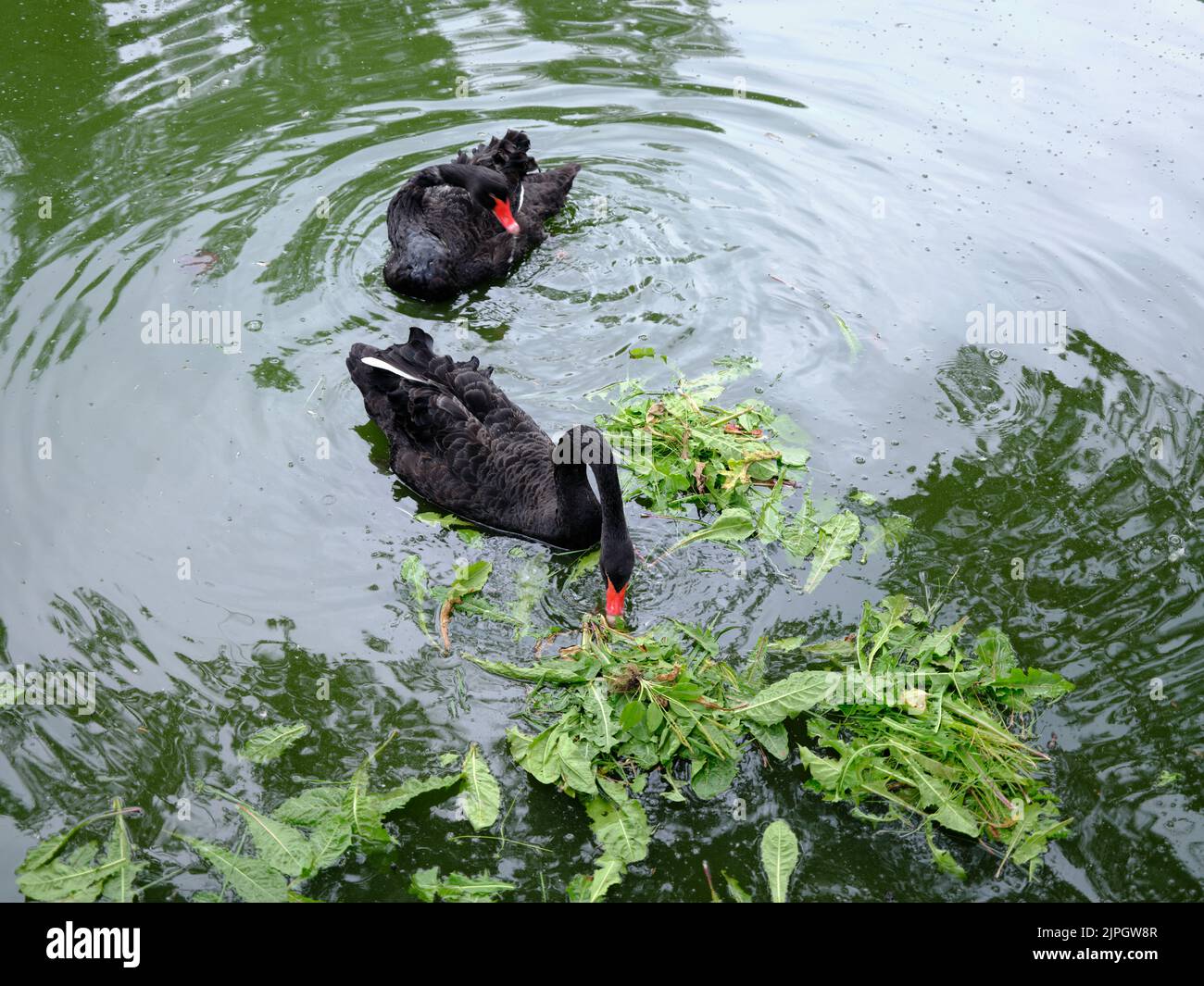 Unique birds hi-res stock photography and images - Alamy