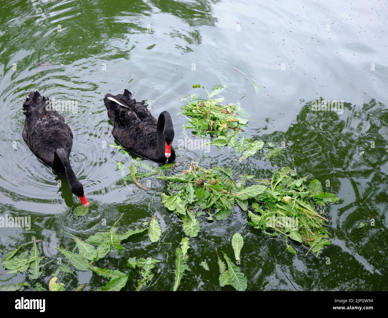Unique birds, black swans during a meal in the park Stock Photo - Alamy