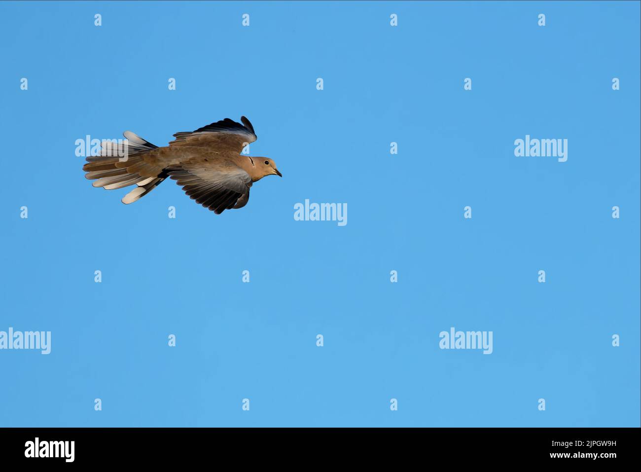 flying, turks deaf, streptopelia decaocto, fly, to fly Stock Photo - Alamy