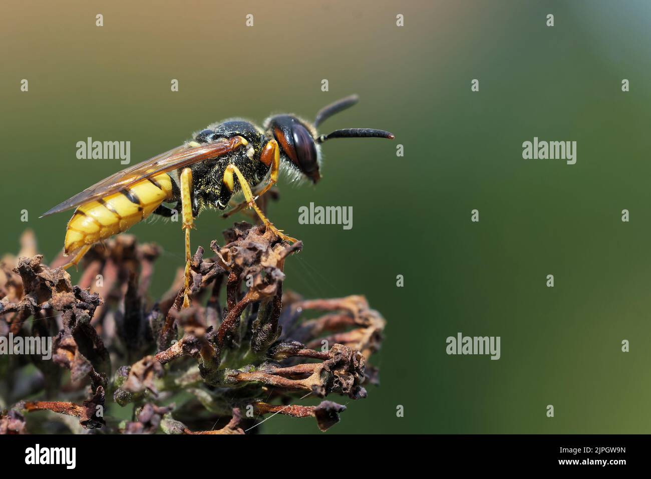 Beewolf insects hi-res stock photography and images - Alamy