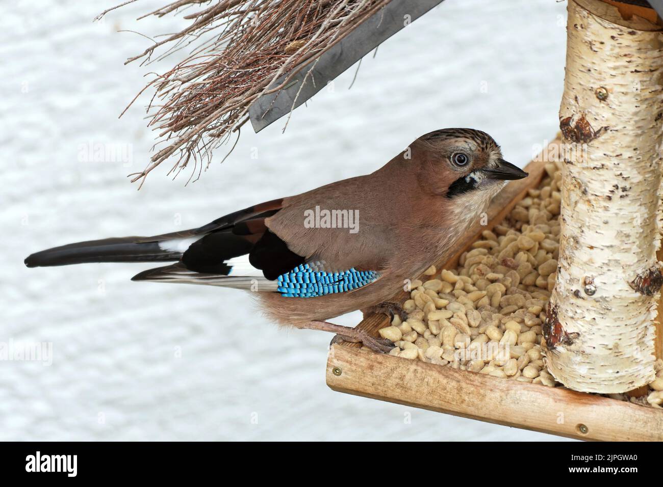 Blue jay bird house hi-res stock photography and images - Alamy