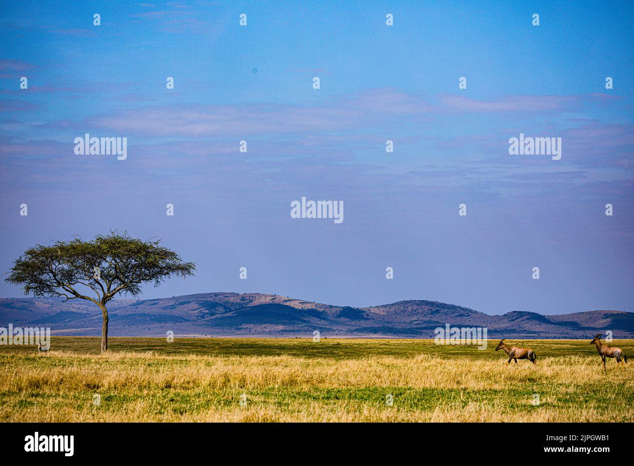 Topi Antelope Damaliscus lunatus jimela is a subspecies of topi, and is ...